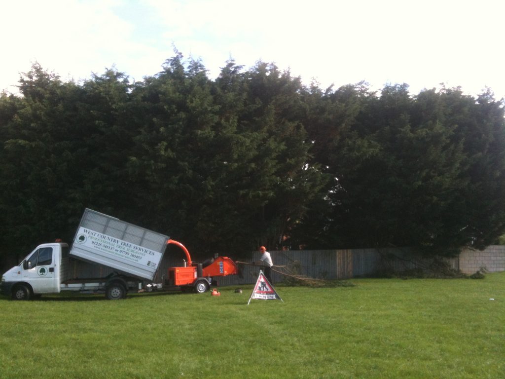 Tree removal Devizes - West Country Tree Services LTD